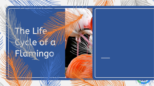 Flamingo Life Cycle PowerPoint KS2 | Teaching Resources