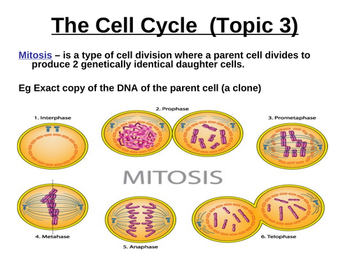 NEW Edexcel A Level Biology (2019) - MITOSIS (Cell cycle) | Teaching ...