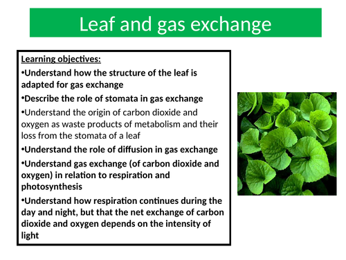 IGCSE Edexcel Biology (9-1) Topic 6: Gas exchange in plants | Teaching ... IGCSE Edexcel Biology (9-1) Topic 6: Gas exchange in plants | Teaching ...