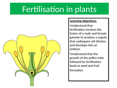 IGCSE Edexcel Biology (9-1) Topic 13: Plant reproduction | Teaching ... IGCSE Edexcel Biology (9-1) Topic 13: Plant reproduction | Teaching ...