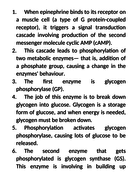 A Level Biology: Adrenaline Action Lesson & Activities | Teaching Resources