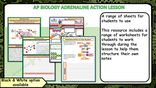 A Level Biology: Adrenaline Action Lesson & Activities | Teaching Resources