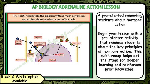 A Level Biology: Adrenaline Action Lesson & Activities | Teaching Resources