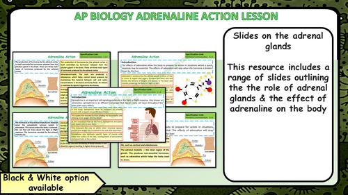 A Level Biology: Adrenaline Action Lesson & Activities | Teaching Resources