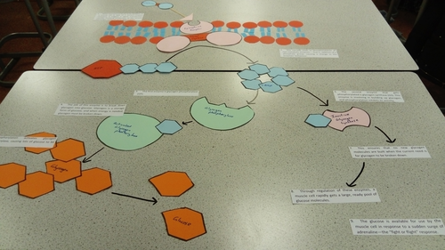A Level Biology: Adrenaline Action Lesson & Activities | Teaching Resources