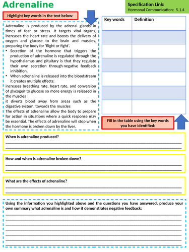 A Level Biology: Adrenaline Action Lesson & Activities | Teaching Resources
