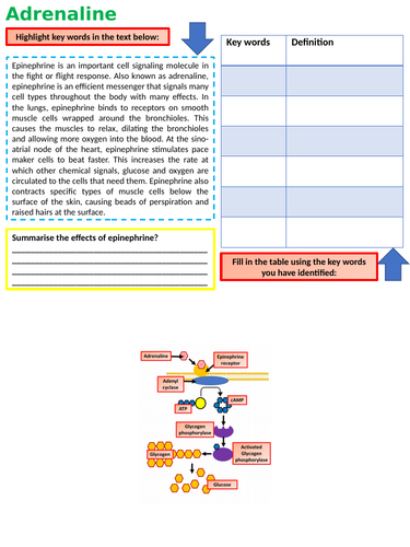 A Level Biology: Adrenaline Action Lesson & Activities | Teaching Resources