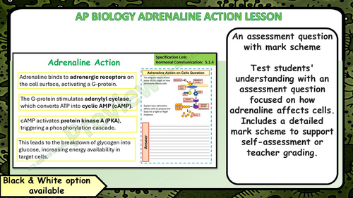 A Level Biology: Adrenaline Action Lesson & Activities | Teaching Resources