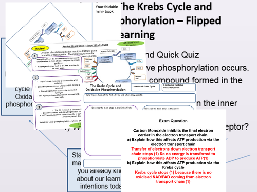 Glycolysis, Link Reaction, Kreb's Cycle, Oxidative Phosphorylation ...