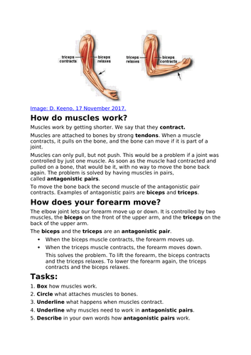 Active Reading Exercise: How do muscles work? | Teaching Resources