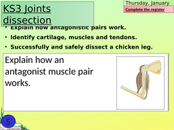 KS3 Joint Dissection (Chicken Leg) | Teaching Resources