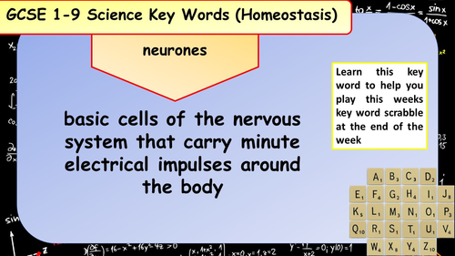 Free GCSE Biology (Science) Homeostasis Key words & Scrabble Game ...
