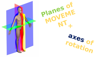 Planes of Movement and Axes of Rotation (Planes & Axes) | Teaching ...
