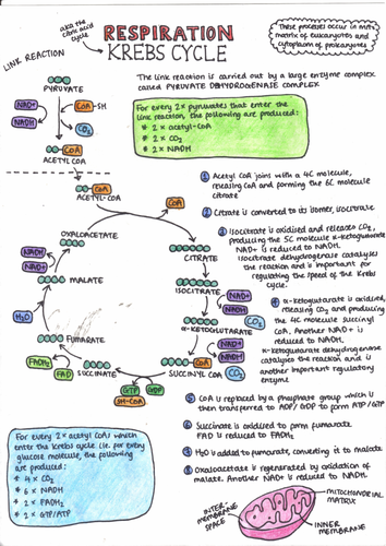 A-Level Biology Respiration: Krebs Cycle | Teaching Resources