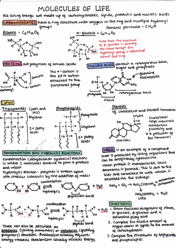 Biology: molecules of life | Teaching Resources