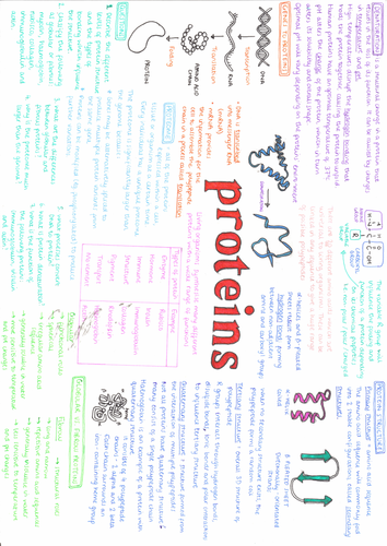 IB Biology Proteins | Teaching Resources