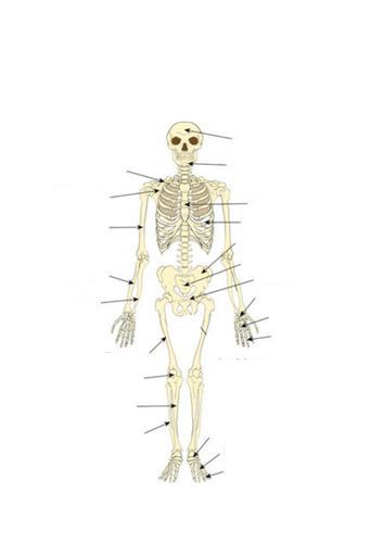BTEC Sport Level 3 Skeletal System Teaching Pack | Teaching Resources