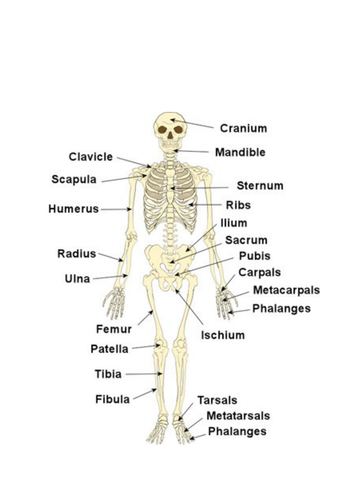 Skeletal System Worksheet Btec Sport Unit 3 Applying - vrogue.co Skeletal System Worksheet Btec Sport Unit 3 Applying - vrogue.co