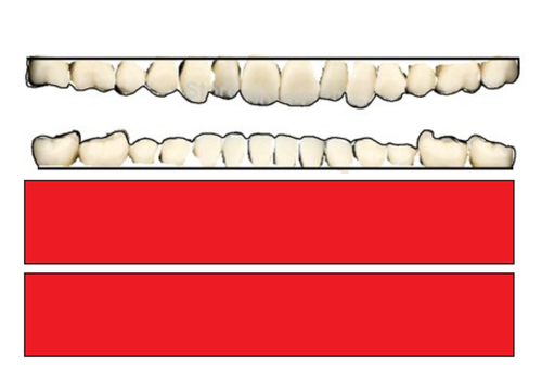 A model of human teeth for the unit animals including humans KS2 ...