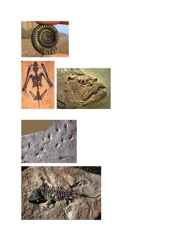 Fossils, Year 6 evolution science PPT | Teaching Resources