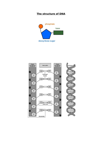B13.5 DNA structure and protein synthesis (AQA) | Teaching Resources