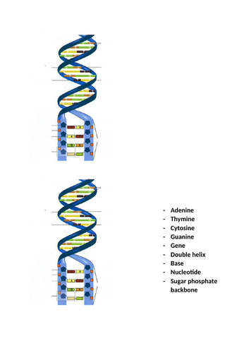 AQA Biology GCSE Protein Synthesis and mutations (two lessons ...