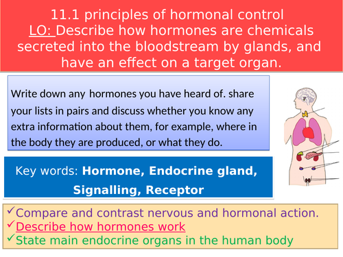 11.1 principles of hormonal control | Teaching Resources