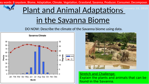 Geography Lesson- Plant and Animal Adaptations in the Savanna biome ...