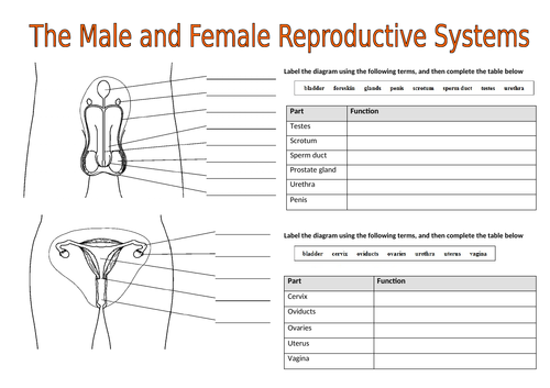 Human Reproduction - A complete set of resources for CIE IGCSE Biology ...