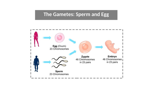 Human Reproduction - A complete set of resources for CIE IGCSE Biology ...