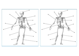 Level 3 BTEC Sport Anatomy & Physiology: Functions of the Skeleton ...