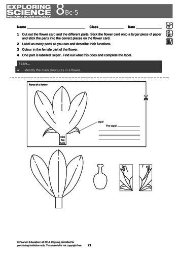 Parts of a flower/ plant reproduction | Teaching Resources