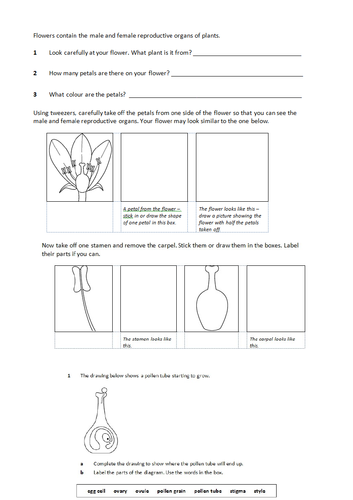 Parts of a flower/ plant reproduction | Teaching Resources