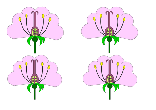 Year 8 Flower Structure and Reproductive Tissue | Teaching Resources