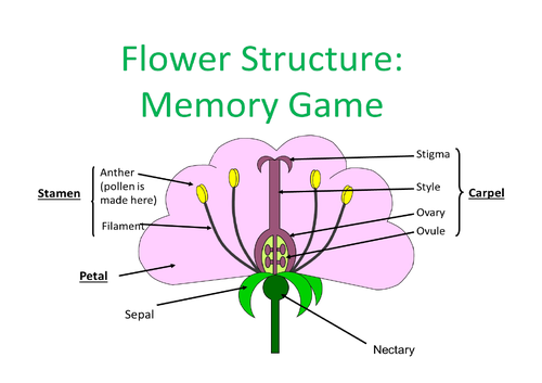 Year 8 Flower Structure and Reproductive Tissue | Teaching Resources