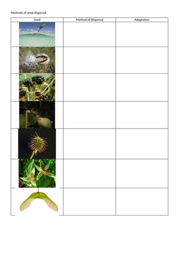 Year 8 - Adaptations for Seed Dispersal | Teaching Resources