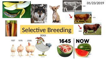 Year 8 Selective Breeding | Teaching Resources