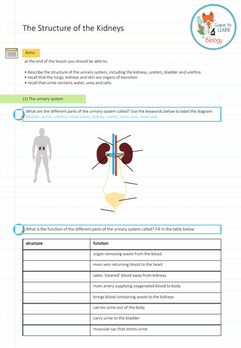 Lesson: Structure of the Kidneys - PPT and Worksheet (KS4/5) | Teaching ...