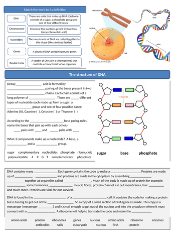AQA 9-1 DNA and Protein Synthesis Revision | Teaching Resources