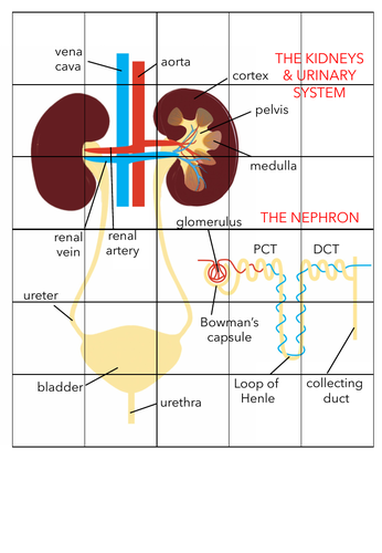 Kidneys and Urinary System - Jigsaw Puzzle (KS4) | Teaching Resources