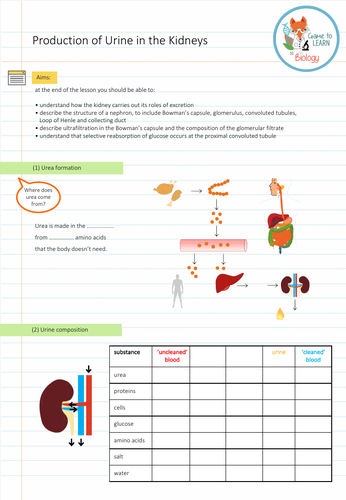 Lesson: Urine production in the kidneys - PPT and worksheet (KS4/5 ...