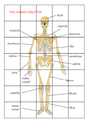 Skeleton and Bones - Jigsaw Puzzle (KS2/3) | Teaching Resources