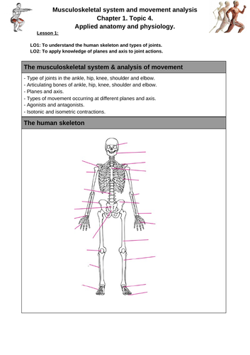 A-Level PE. Musculoskeletal System and Analysis of Movement (Chapter 1. ...
