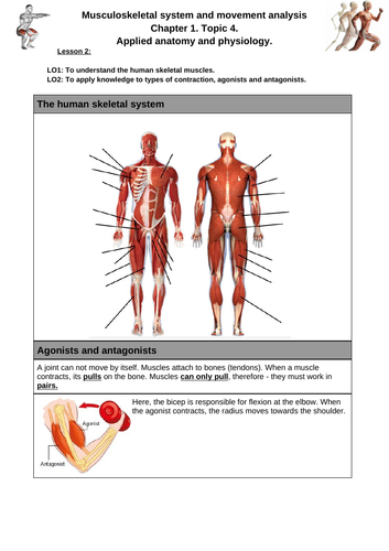 A-Level PE. Musculoskeletal System and Analysis of Movement (Chapter 1. ...