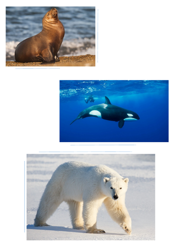 Arctic Measuring (cm and mm) | Teaching Resources