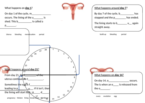 Menstrual Cycle Research/Information Hunt Sheet (Differentiated - Gap ...