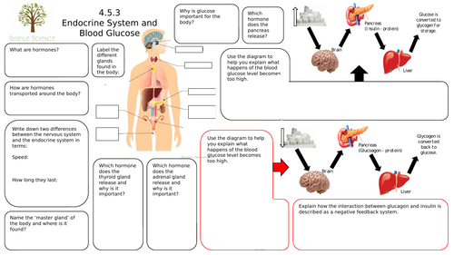 Hormonal Coordination - AQA Science Trilogy (Biology) | Teaching Resources