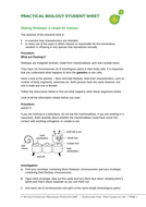 Reebops powerpoint and resources | Teaching Resources