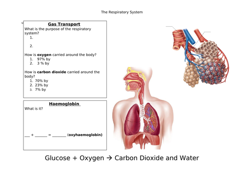 OCR A LEVEL PE- The Respiratory System | Teaching Resources