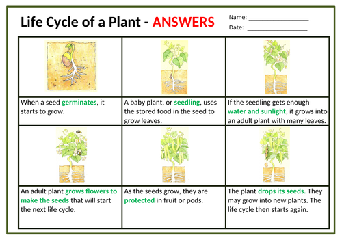Life Cycle of A Plant - PowerPoint + Activity | Teaching Resources